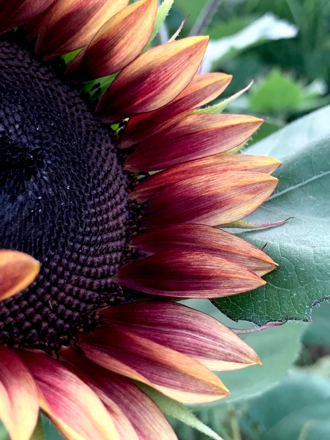 Sunflower - ProCut Plum – Root and Roux